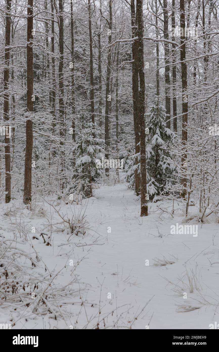Walk through winter snowy forest hi-res stock photography and images ...