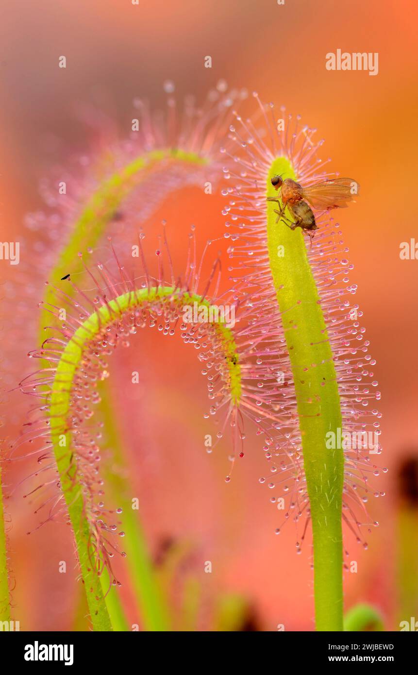 Insect trapped on the leaves of a sundew (Drosera capensis Stock Photo ...