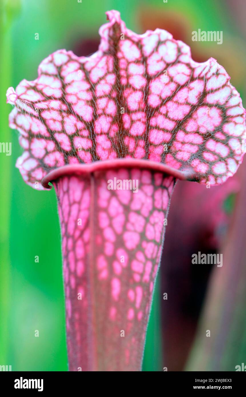 Detail of the carnivorous plant Sarracenia x Juthatip Soper Stock Photo - Alamy