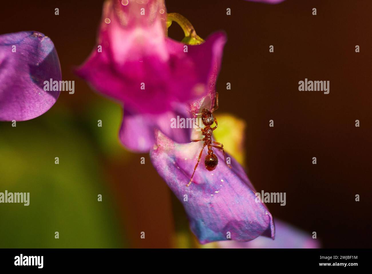 Lathyrus vernus spring vetchling hi-res stock photography and images ...