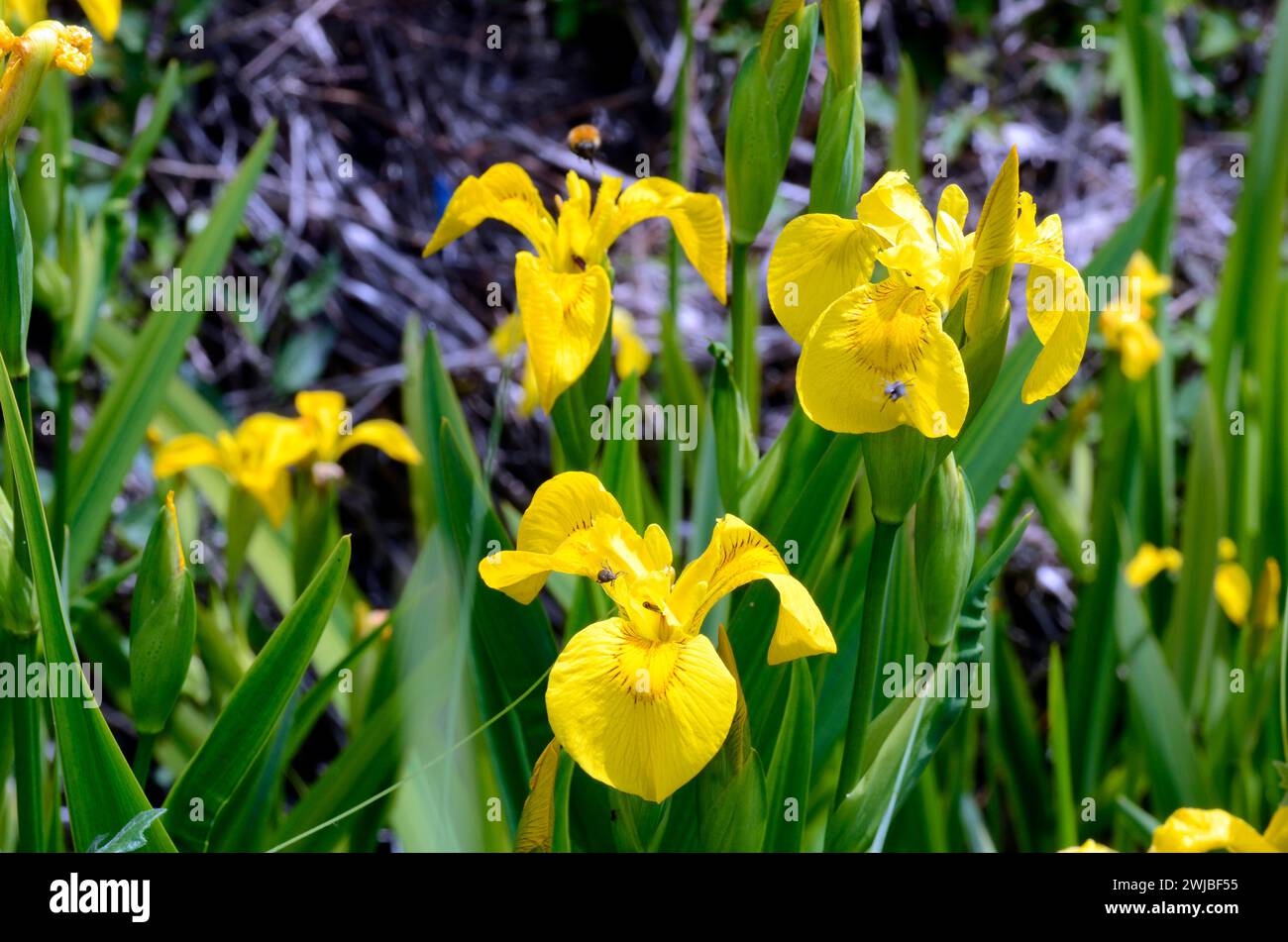 Flowers of the yellow iris (Iris pseudacorus) in a waterlogged area ...