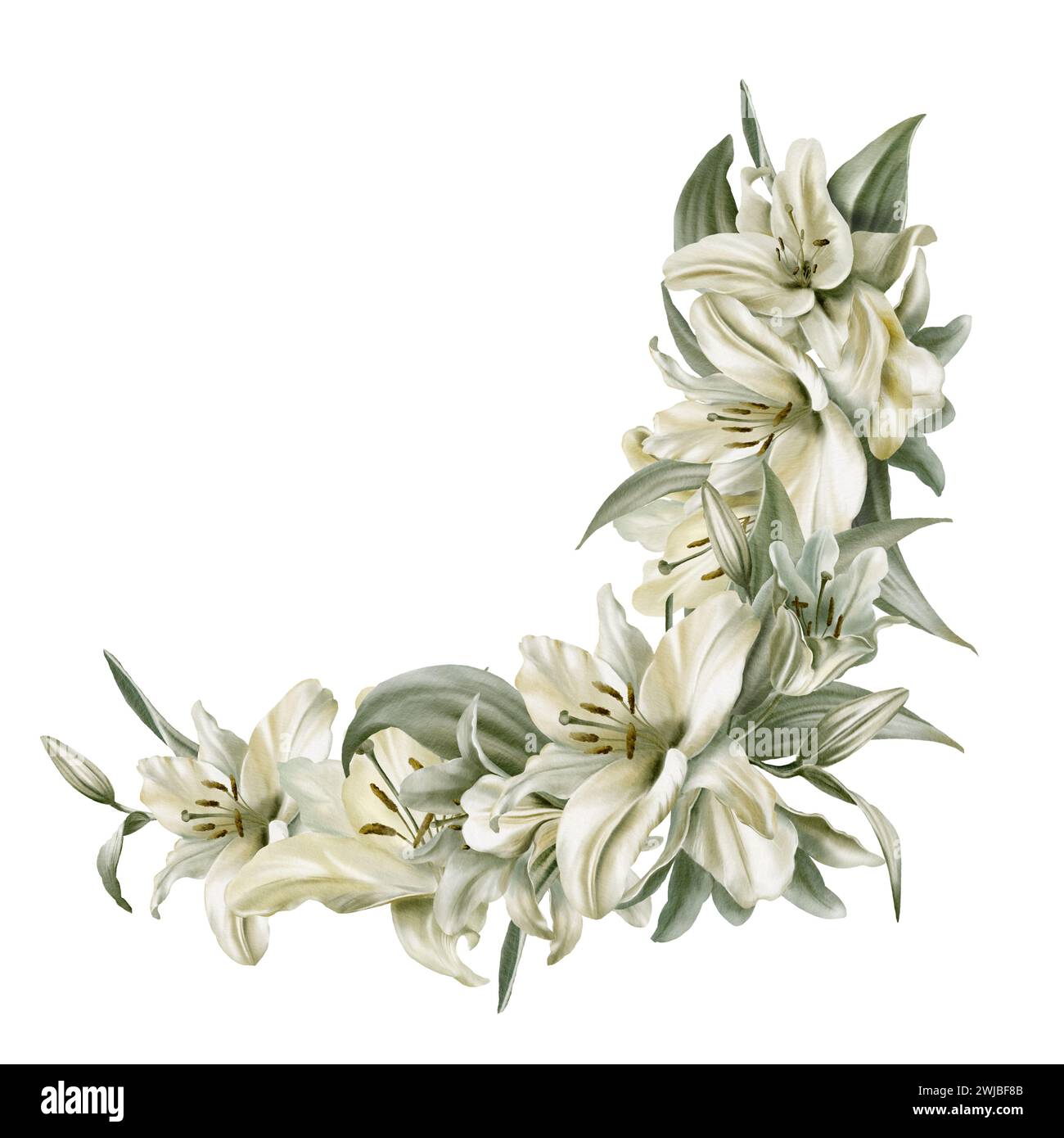 Watercolor corner composition of white lily flowers with leaves. For ...