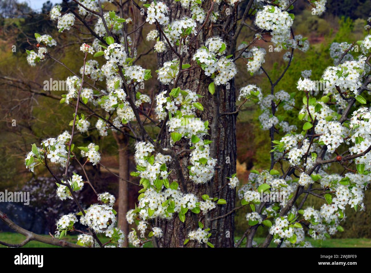 Detail of the flowers of Callery pear (Pyrus calleryana). It is an ...
