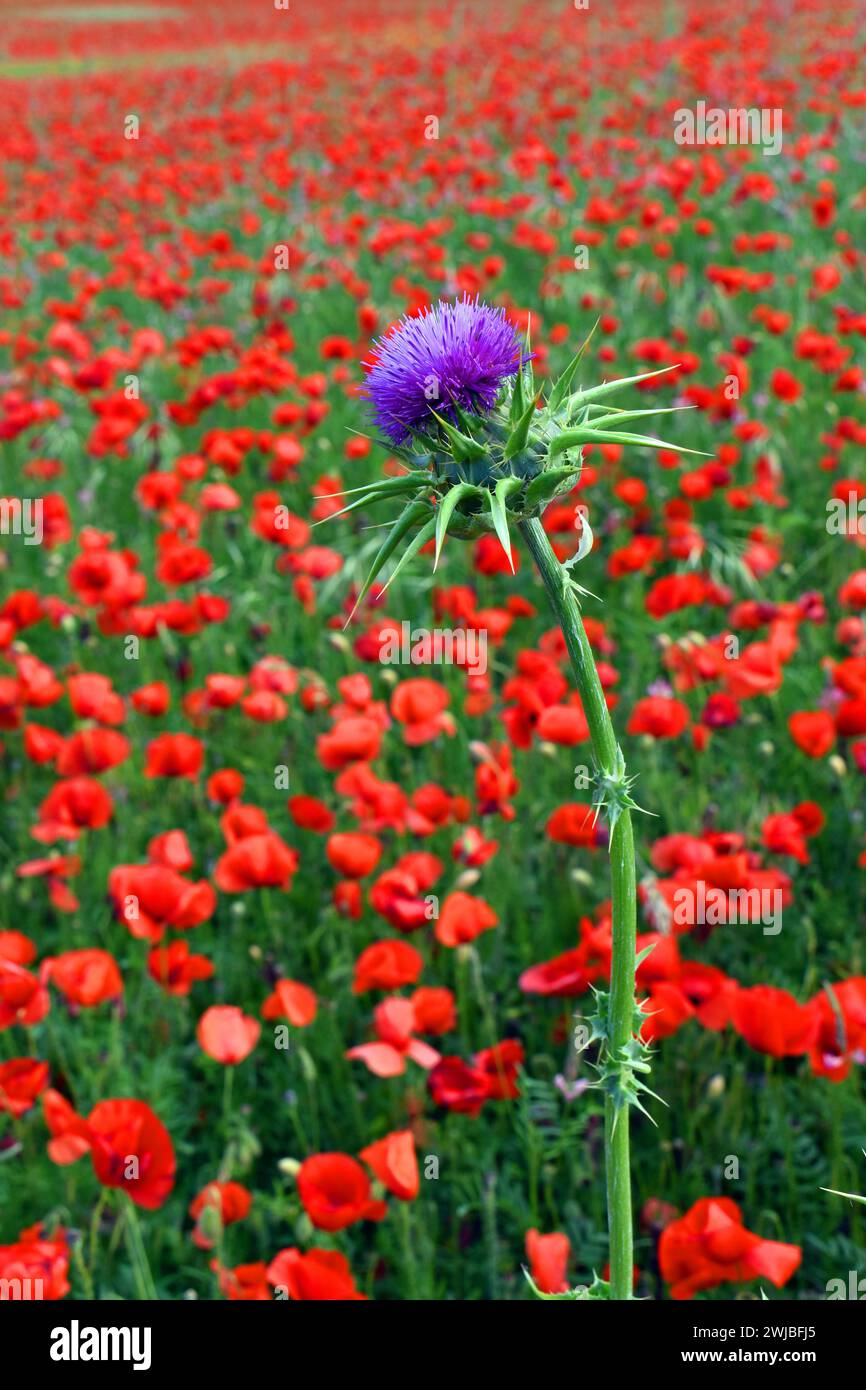 Flower of milk thistle (Silybum marianum), a well-known medicinal plant ...
