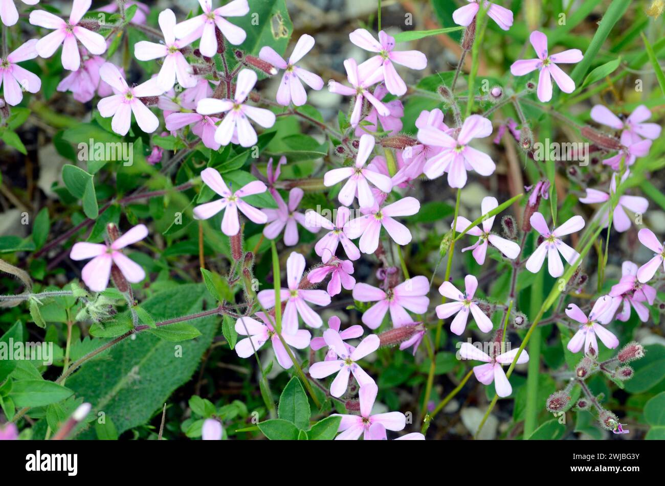 Flowers of the rock soapwort (Saponaria ocymoides Stock Photo - Alamy