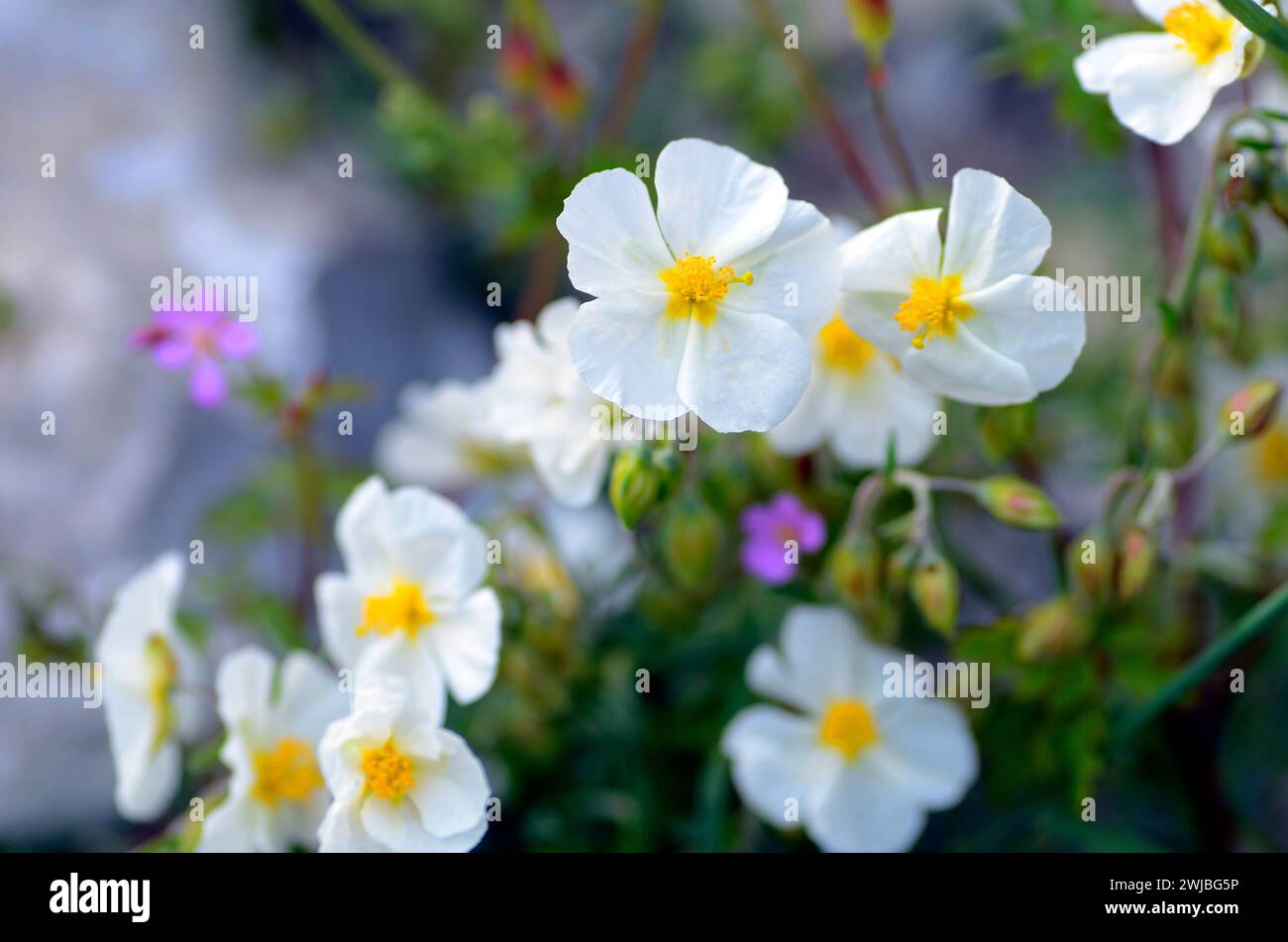 Flowers of the white rock-rose (Helianthemum apenninum) in the spring ...