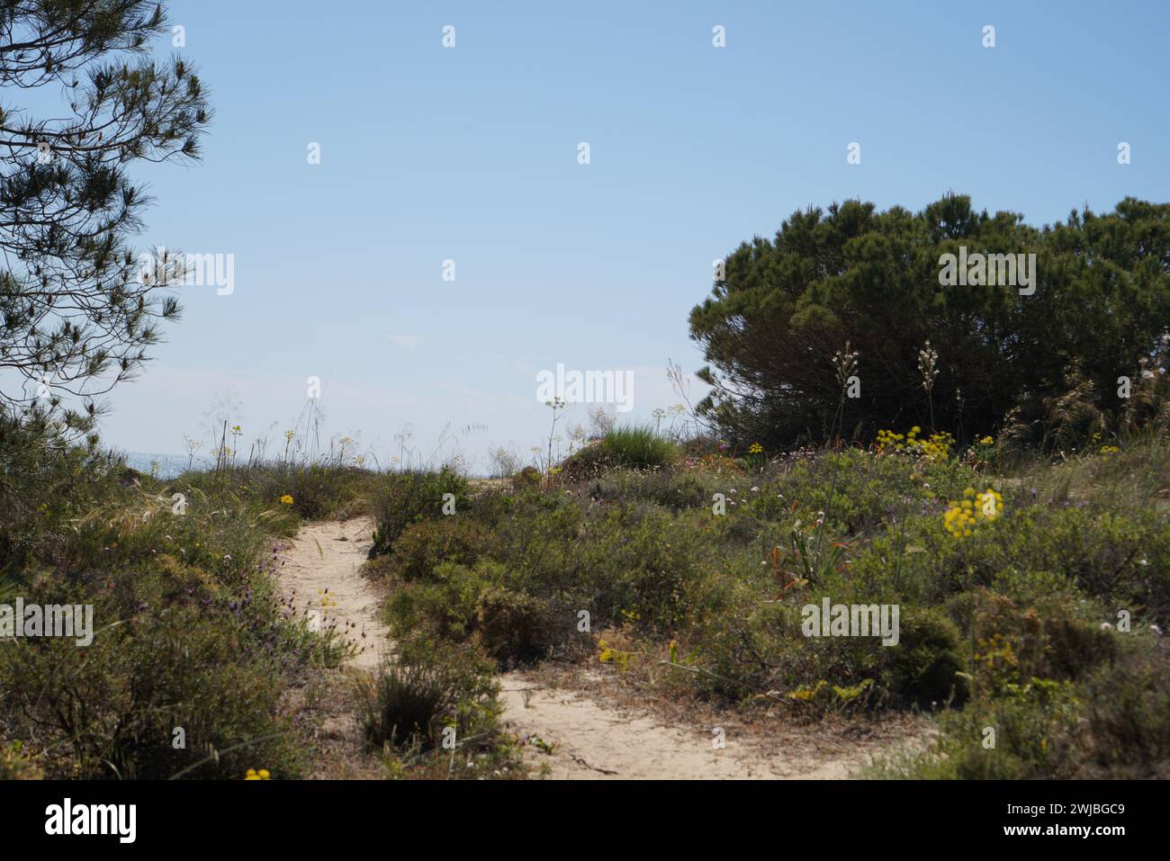 Growth on a sandy cliff, sparse vegetation of robust plants Stock Photo ...