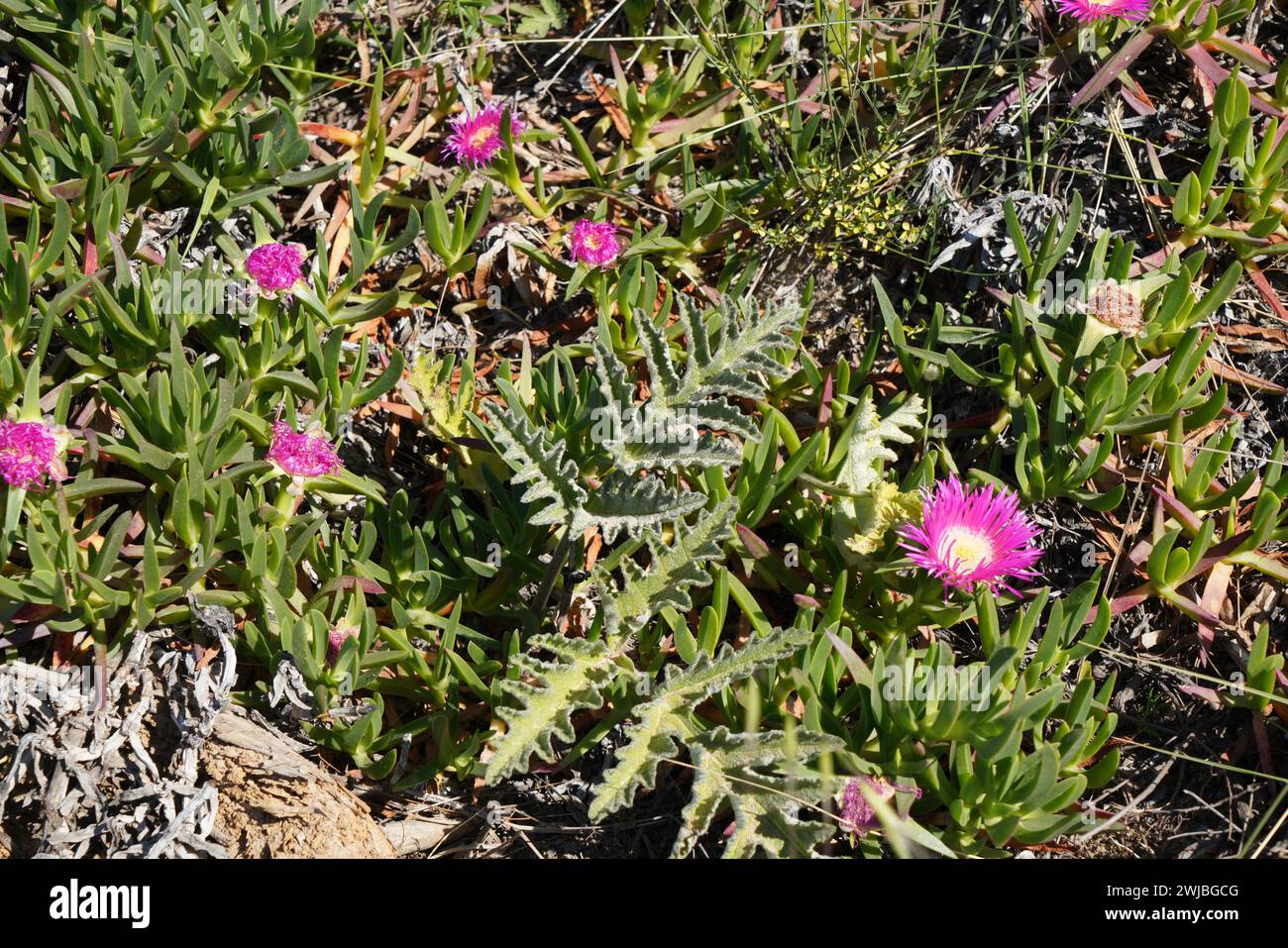 Iceweed is an ice plant and grows in dry coastal regions Stock Photo ...