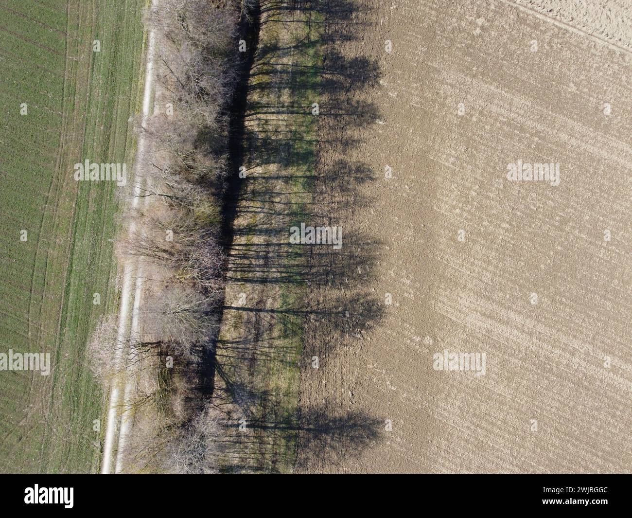 Long shadows from avenue deciduous trees with springtime in Bavaria ...