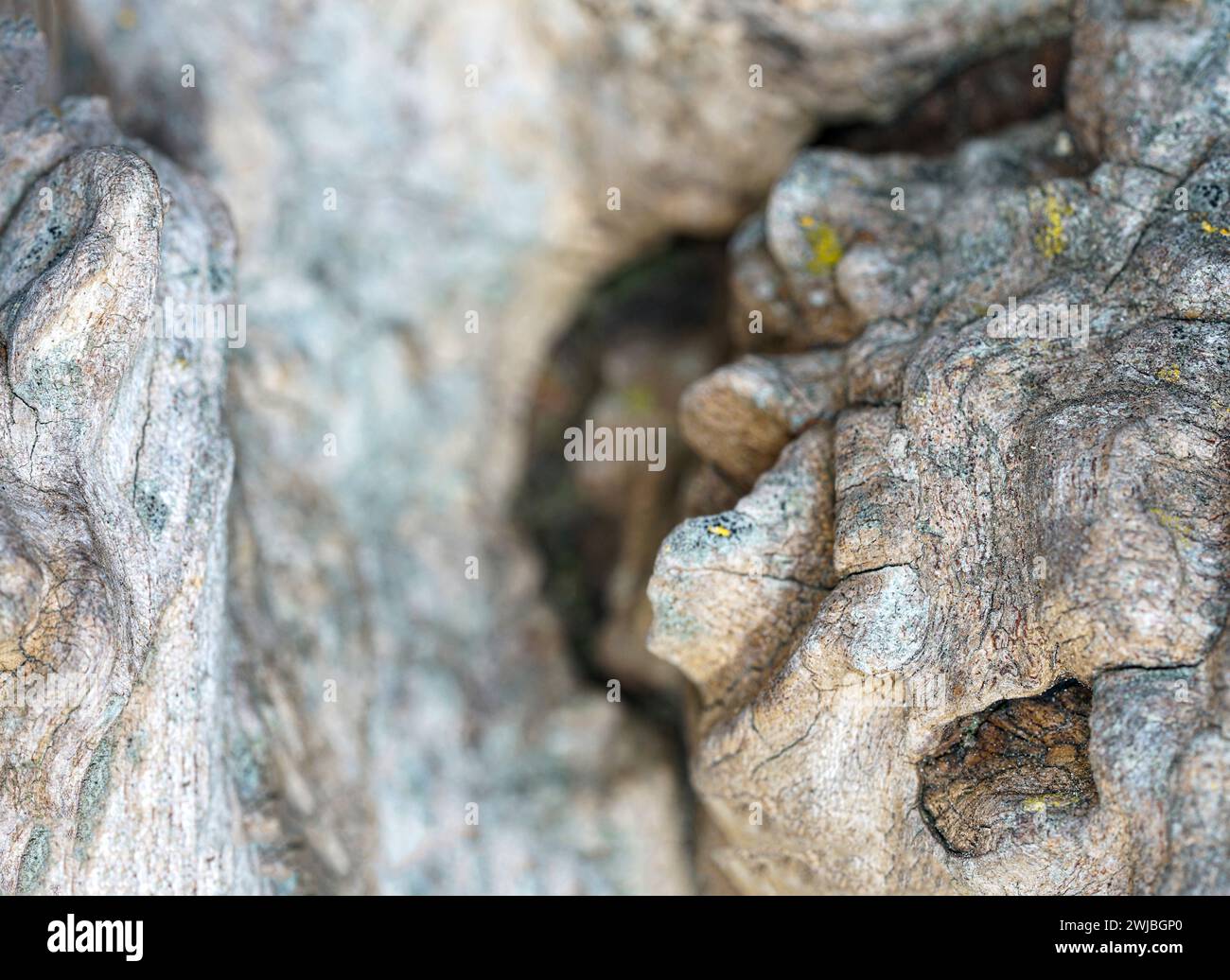 tropical root with twists and fantastic wood grains Stock Photo - Alamy