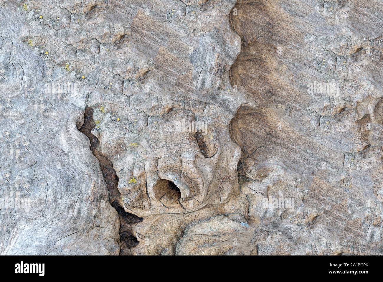 tropical root with twists and fantastic wood grains Stock Photo - Alamy