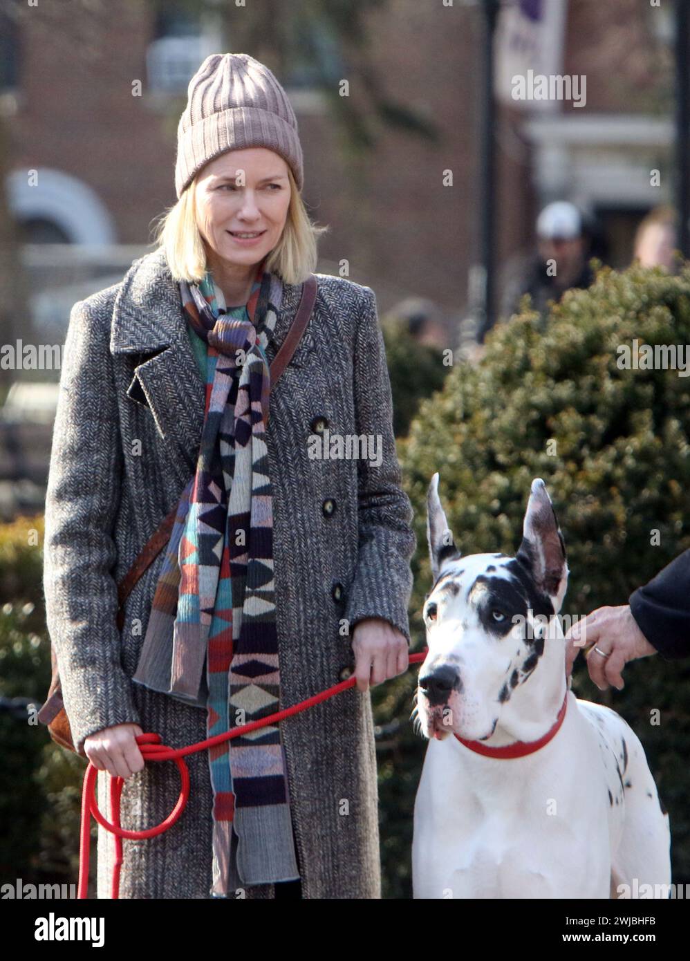 Naomi Watts and Bing Great Dane filming new movie 'The Friend' in ...