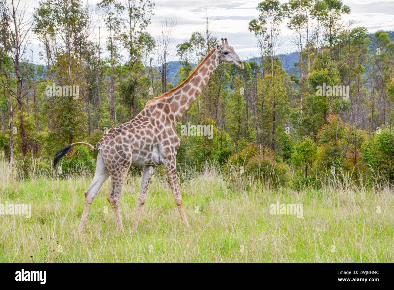 Harare forest hi-res stock photography and images - Alamy