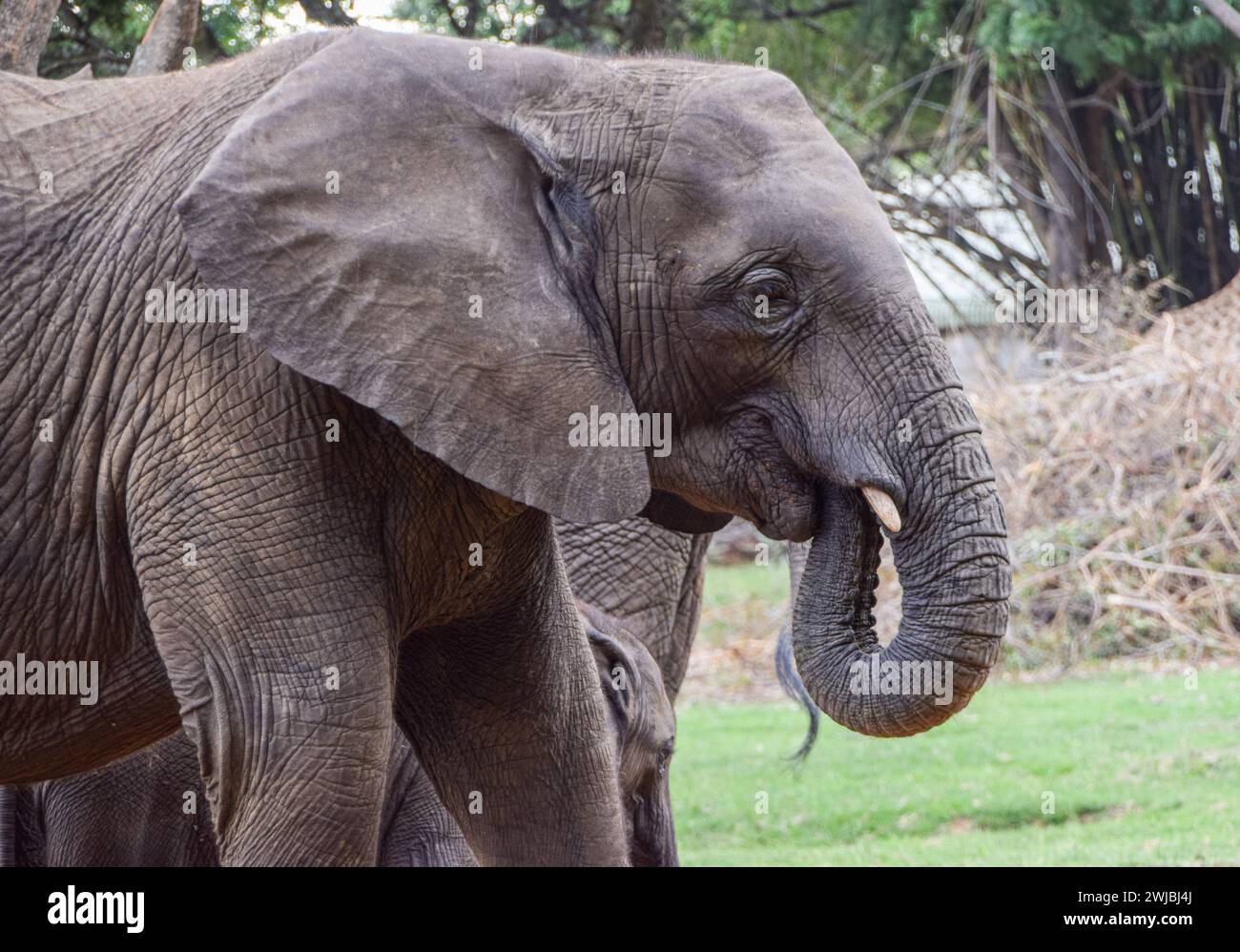 A young African elephant in a wildlife sanctuary in Zimbabwe. Credit ...