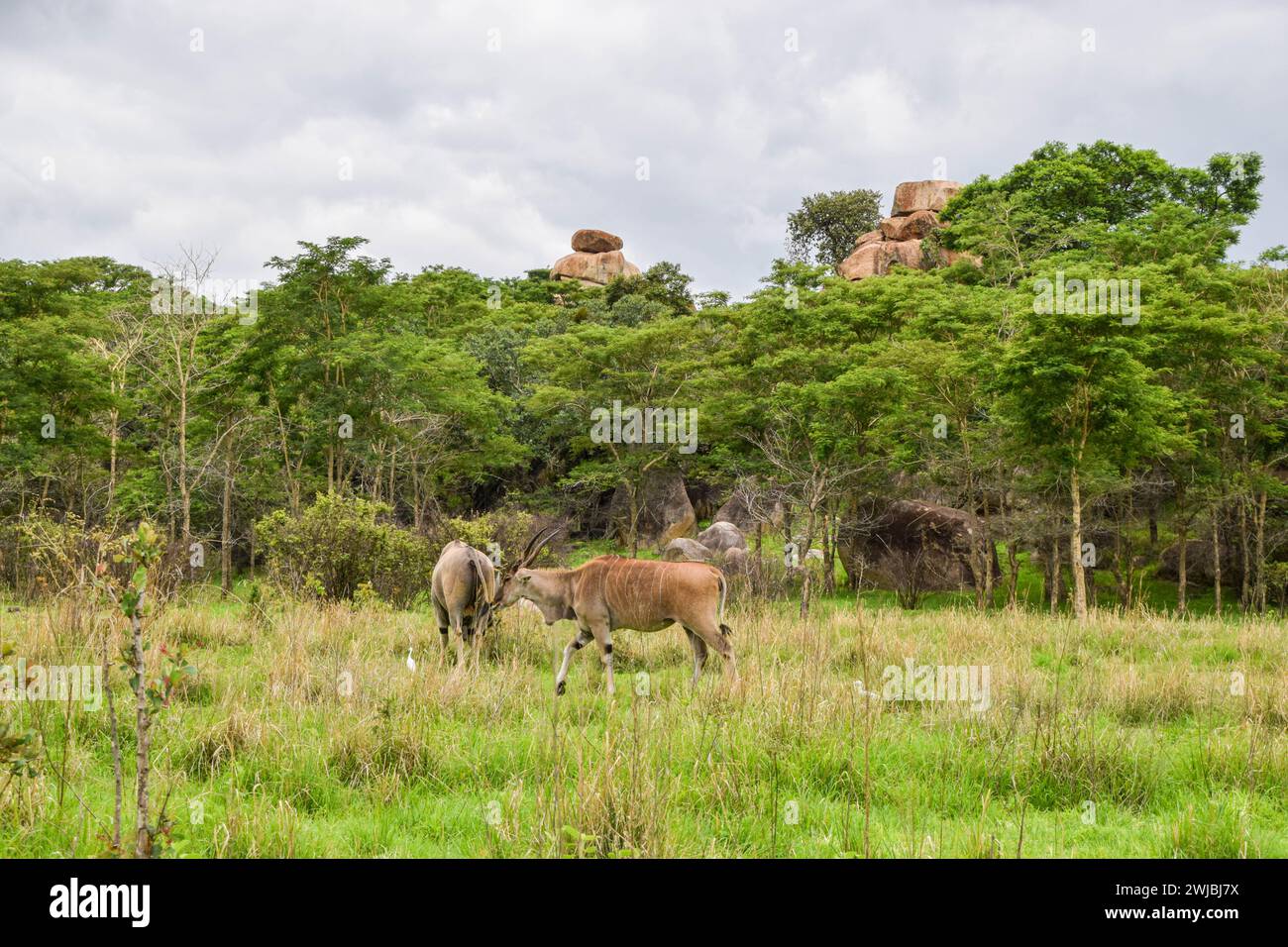 Eland antelopes in a nature reserve in Zimbabwe, 2018. Credit: Vuk ...