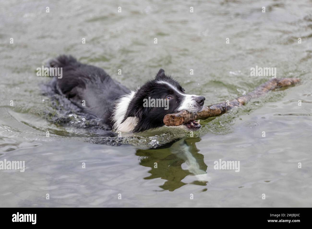 Border Collie having fun in Abington Park boating lake fetching sticks ...