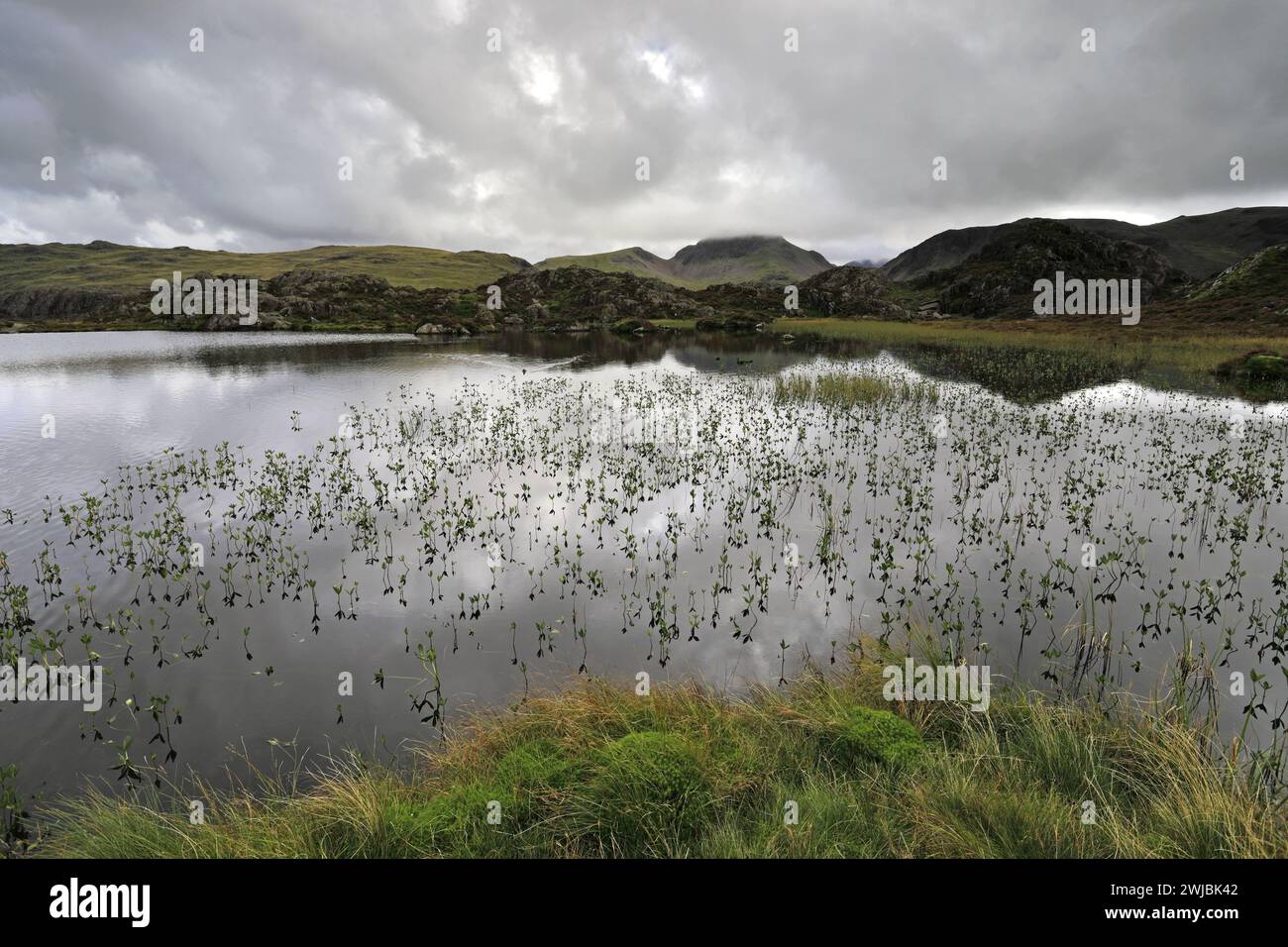 View over Innominate Tarn below Haystacks fell, Lake District National ...