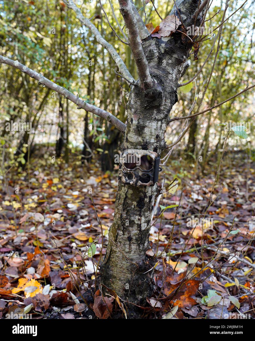 A discreet camera trap silently observes the secrets of the forest from ...