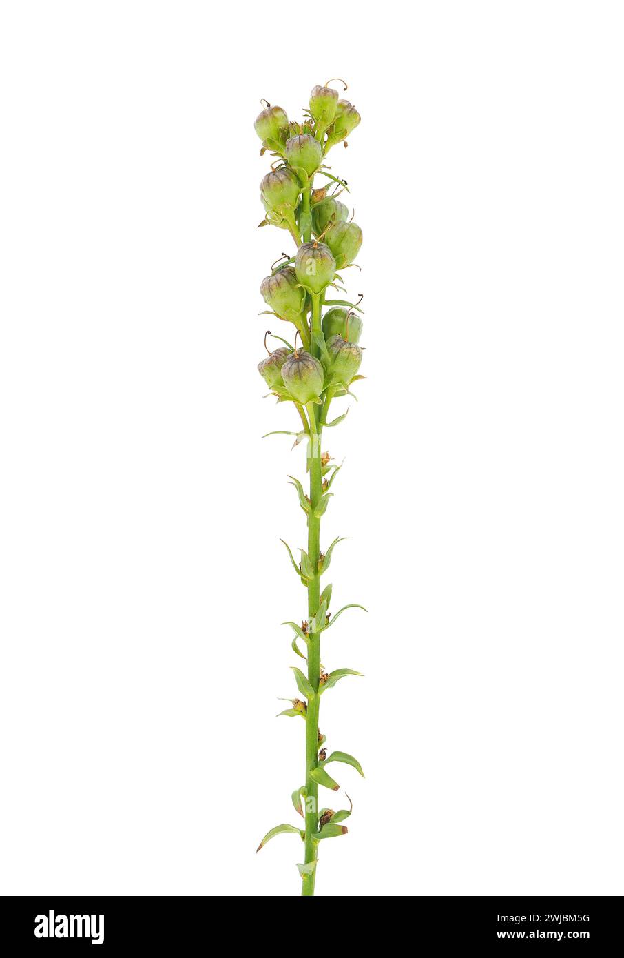 Common toadflax plant isolated on white background, Linaria vulgaris ...