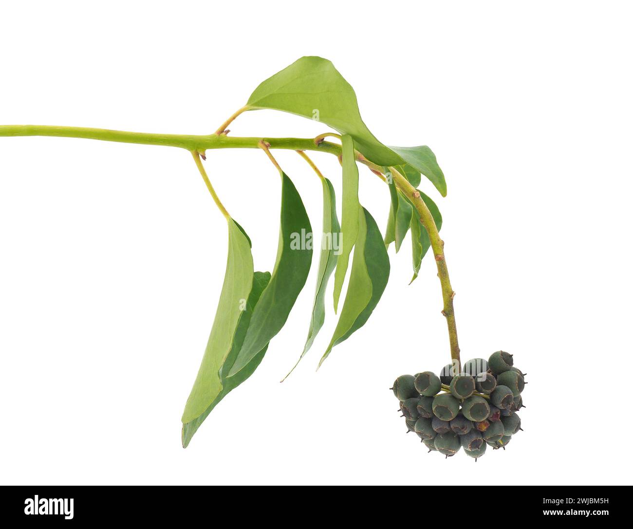 Common ivy branch isolated on white background, Hedera helix Stock ...