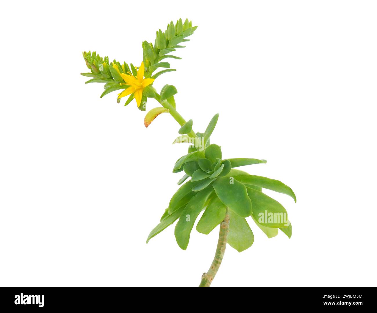 Palmers sedum plant hi-res stock photography and images - Alamy