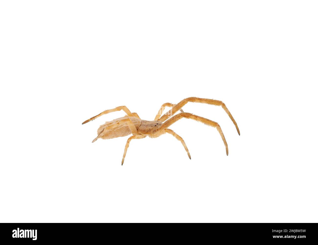 Feather-legged spider isolated on white background, Uloborus ...