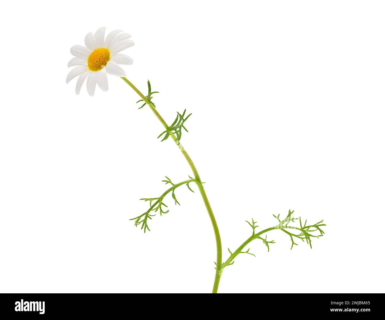 Dark chamomile plant isolated on white background, Chamaemelum fuscatum ...
