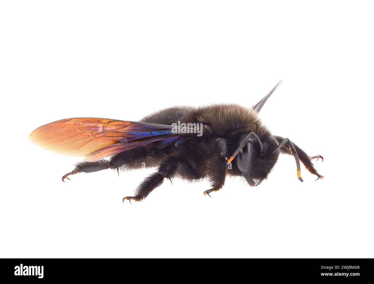 Violet carpenter bee isolated on white background, Xylocopa violacea ...