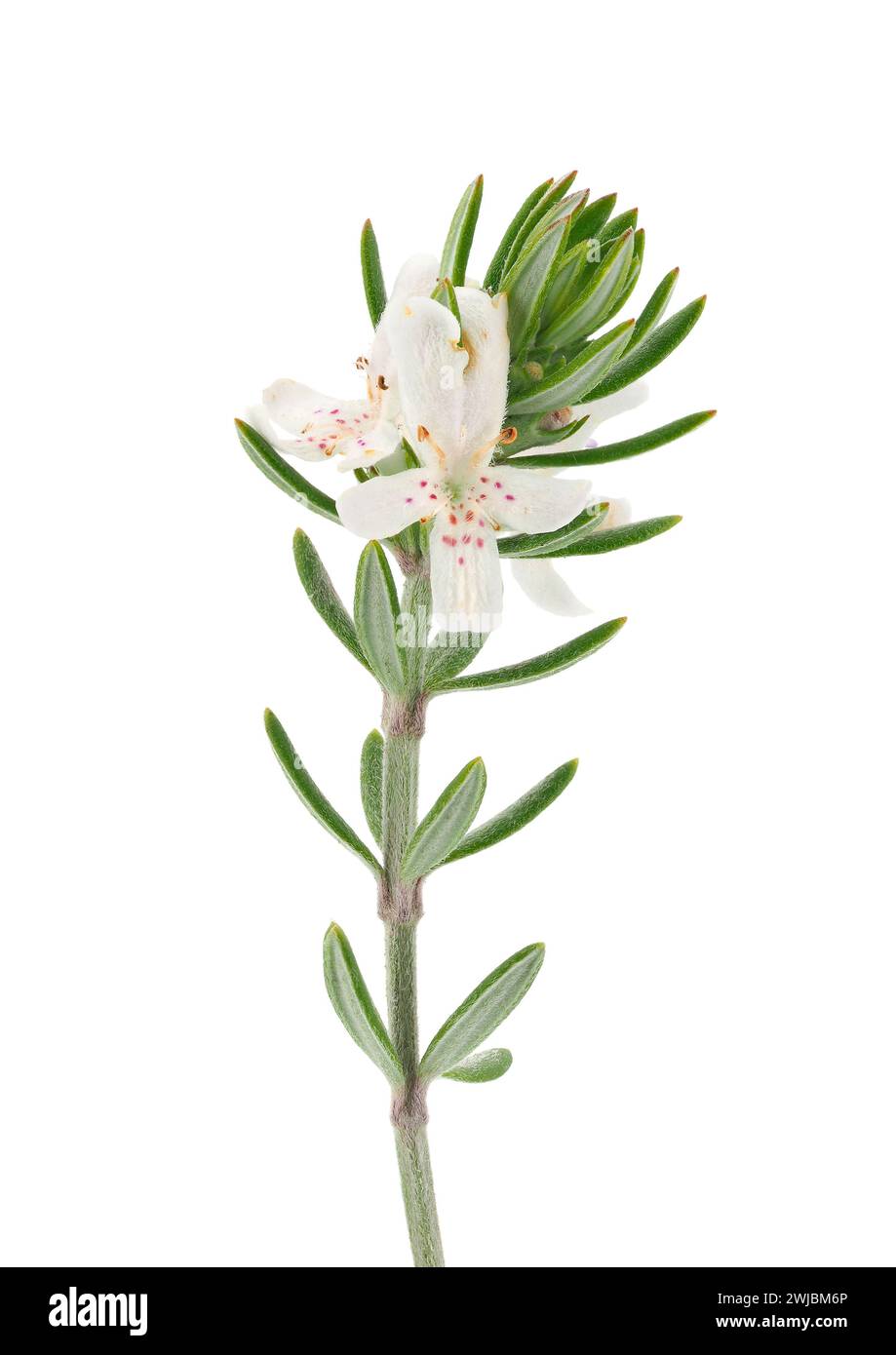 Coastal rosemary plant isolated on white background, Westringia ...