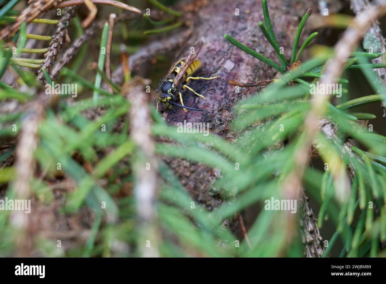 Wasp sitting on a pine tree viewed between branches Stock Photo - Alamy