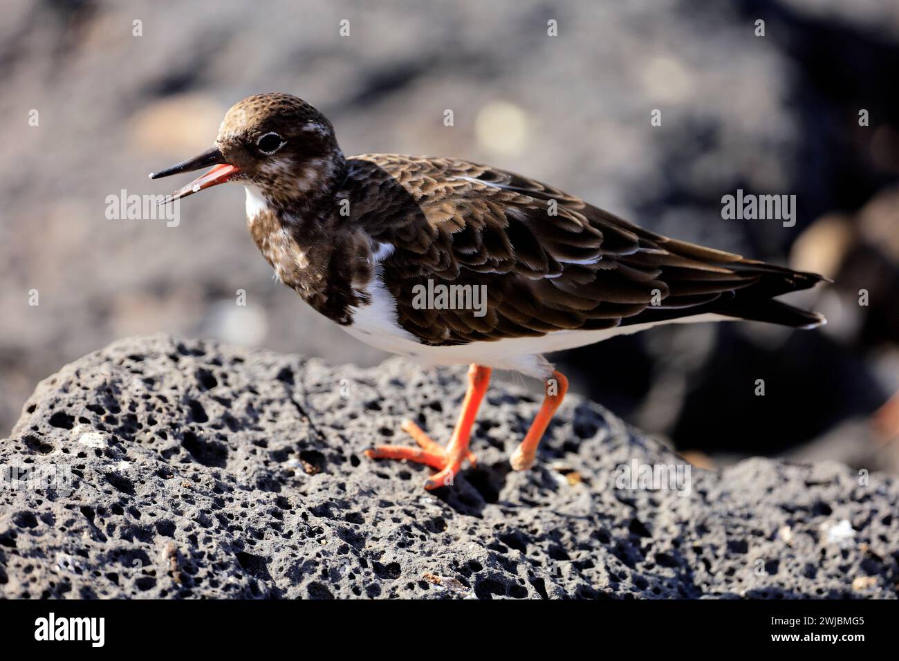 Orange red beak legs hi-res stock photography and images - Alamy