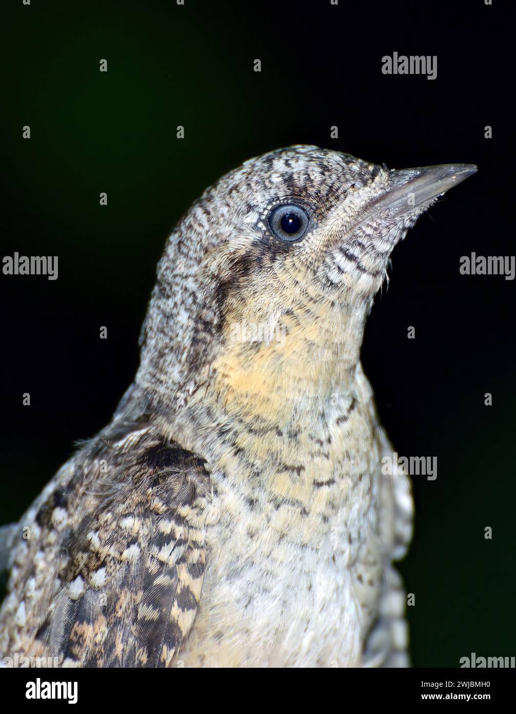Eurasian wryneck, northern wryneck, Wendehals, Torcol fourmilier, Jynx ...