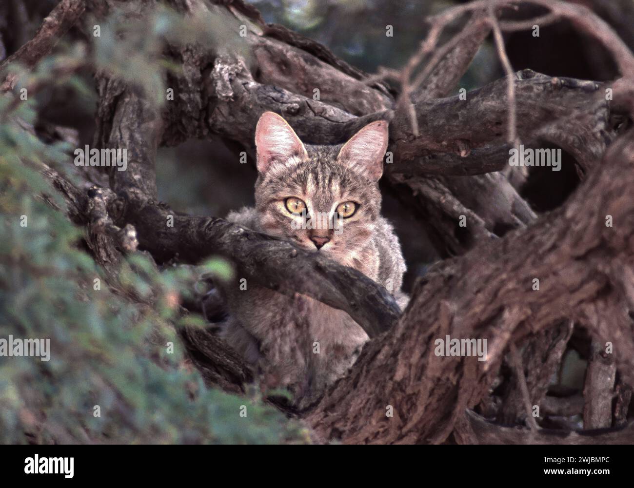 African wildcat desert cat felis hi-res stock photography and images ...