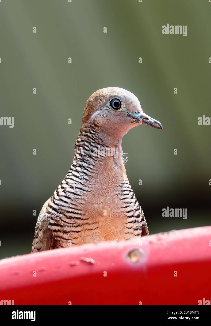 Zebra dove, Sperbertaube, Géopélie zébrée, Geopelia striata ...