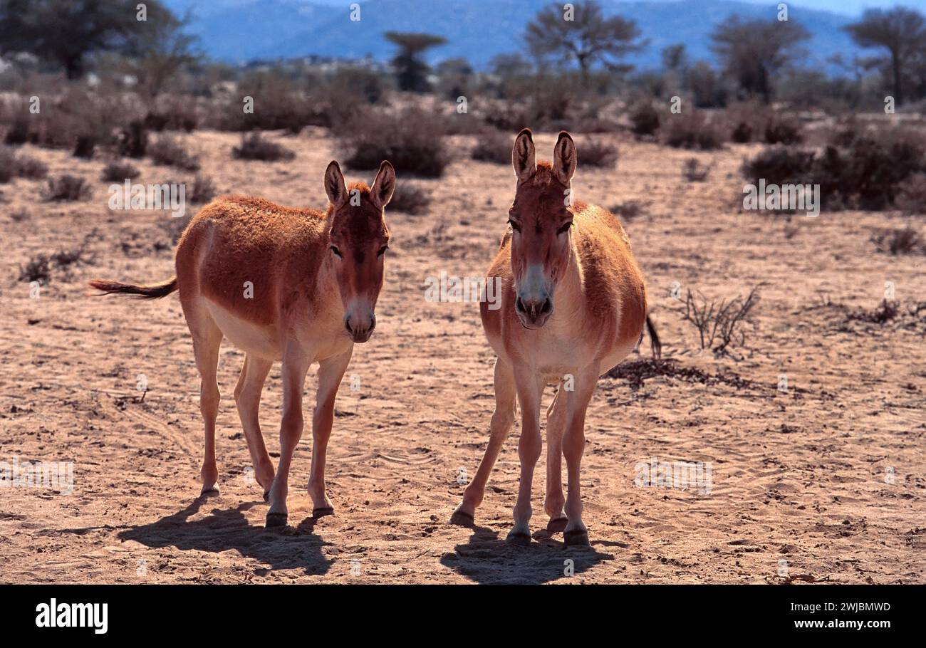 Arabian Donkey a pair in the desert of Saudi Arabia Stock Photo - Alamy