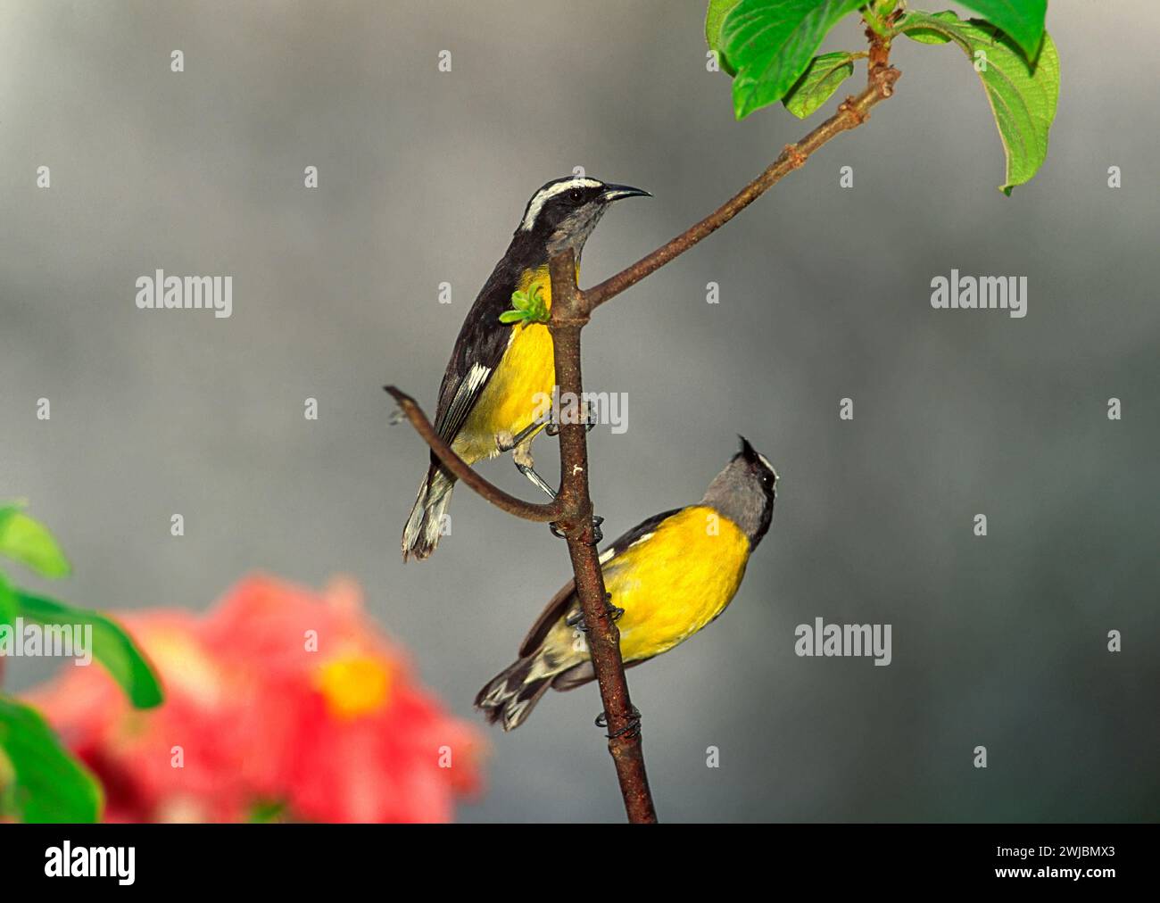 Bananaquit Coereba flaveola two yellow birds on a branch in Tobago West ...