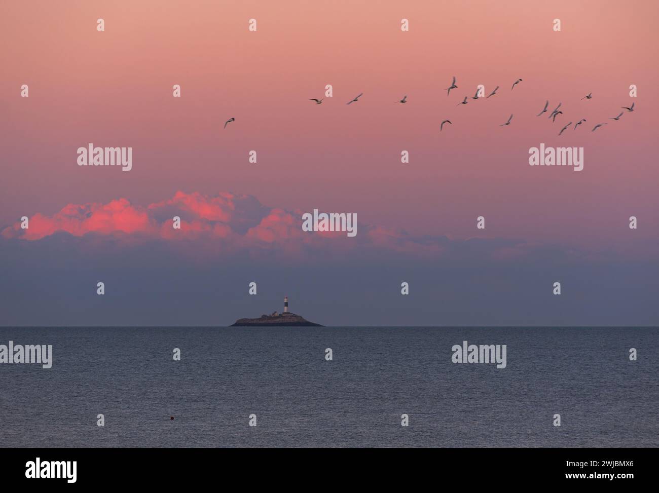 Evening light reflecting on Rockabill Lighthouse with birds passing by ...