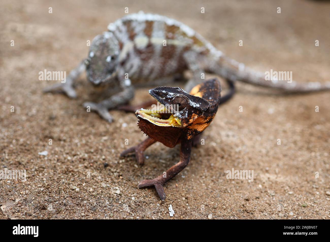 Chameleon adaptations hi-res stock photography and images - Alamy