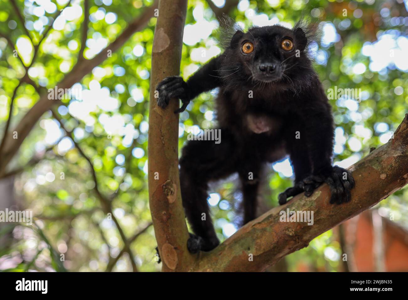 Lemur adaptations hi-res stock photography and images - Alamy