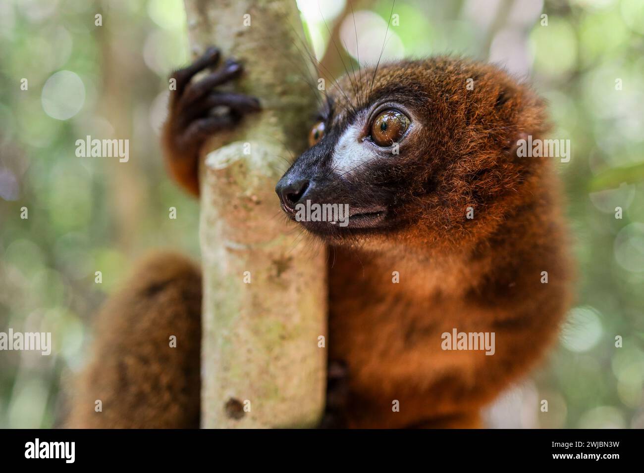 Lemur adaptations hi-res stock photography and images - Alamy