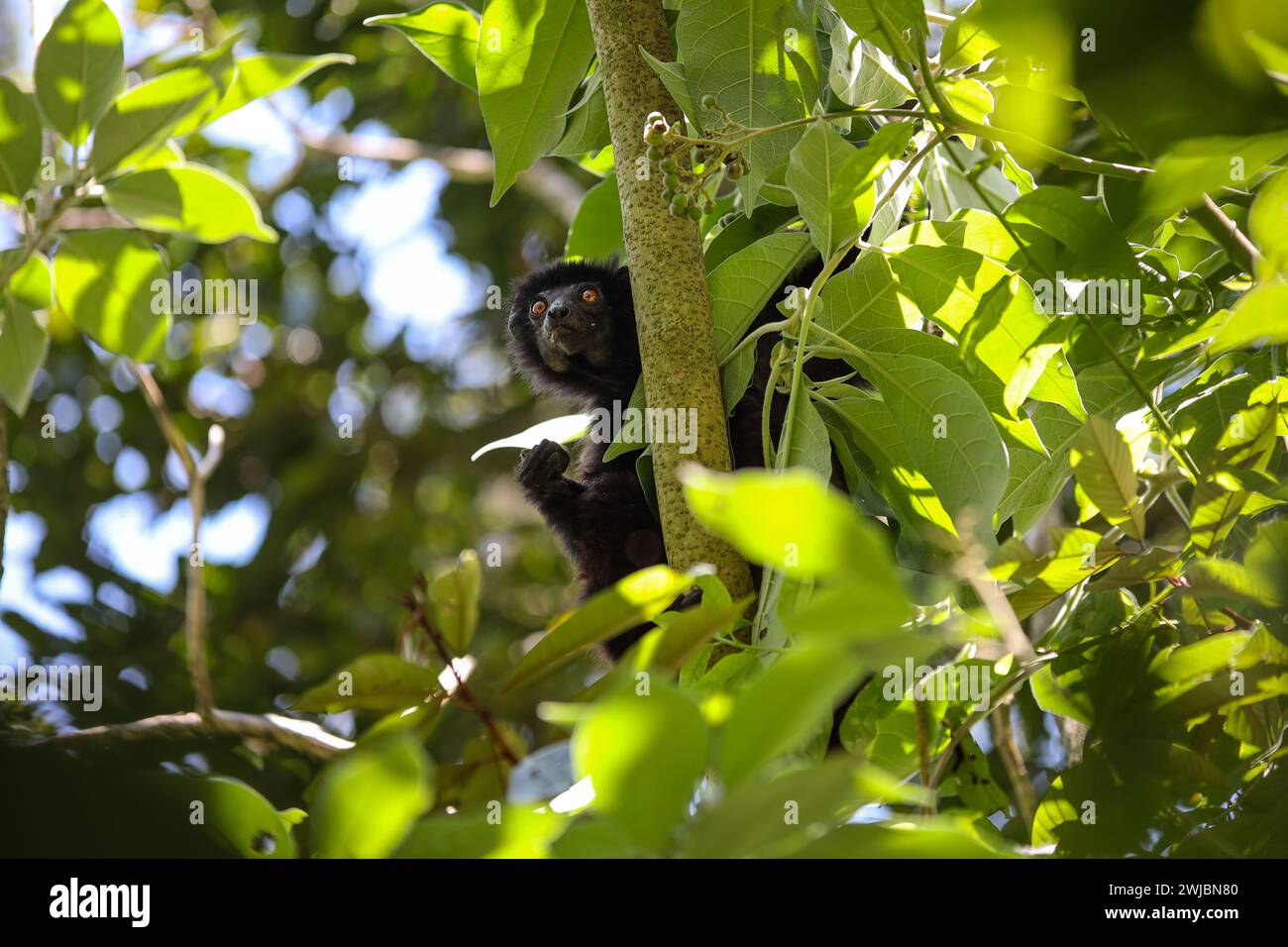 Black lemur foraging patterns hi-res stock photography and images - Alamy