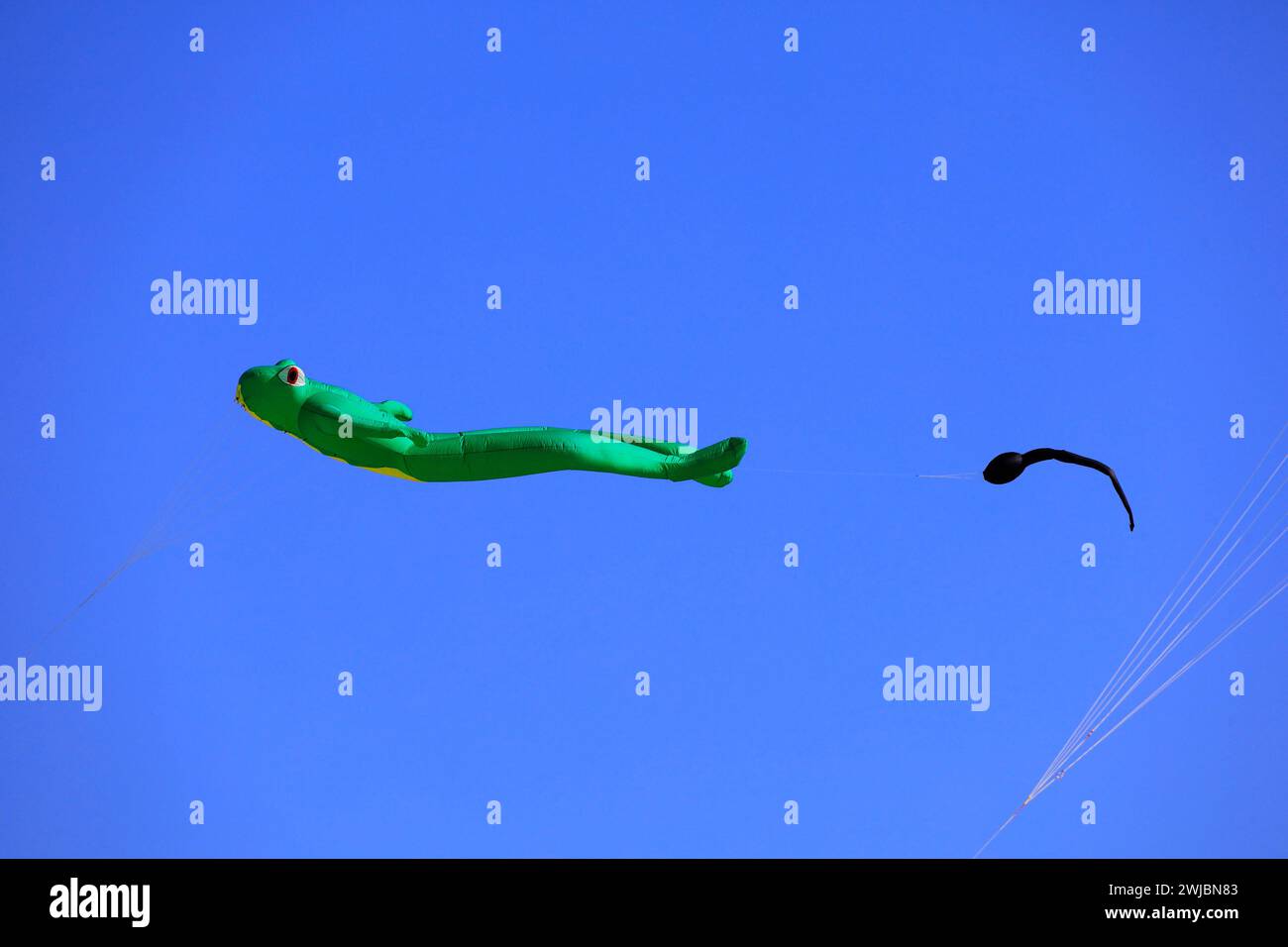 Frog and tadpole kite flying in a blue sky, El Cotillo public beach ...