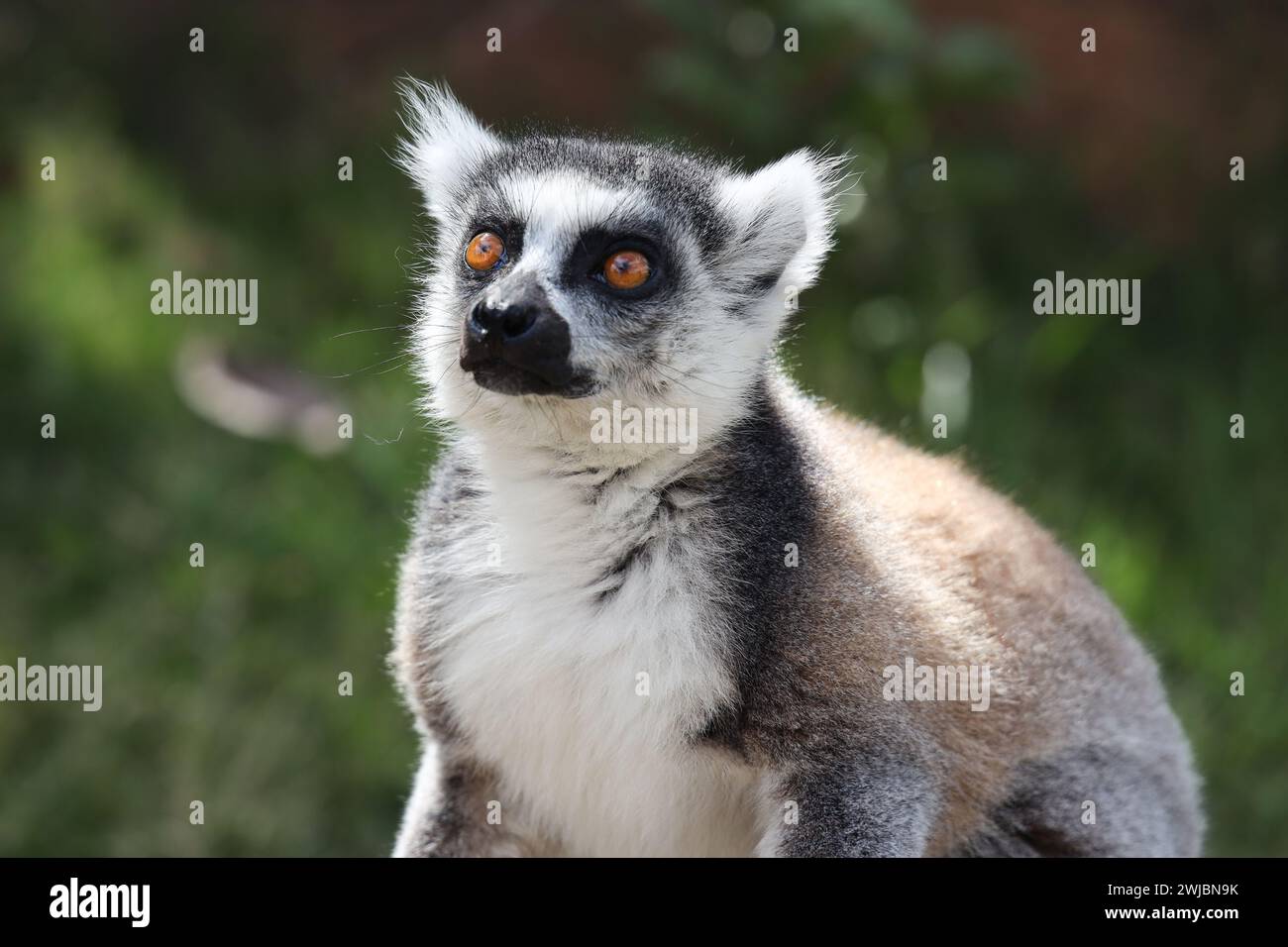 Lemur activity patterns hi-res stock photography and images - Alamy