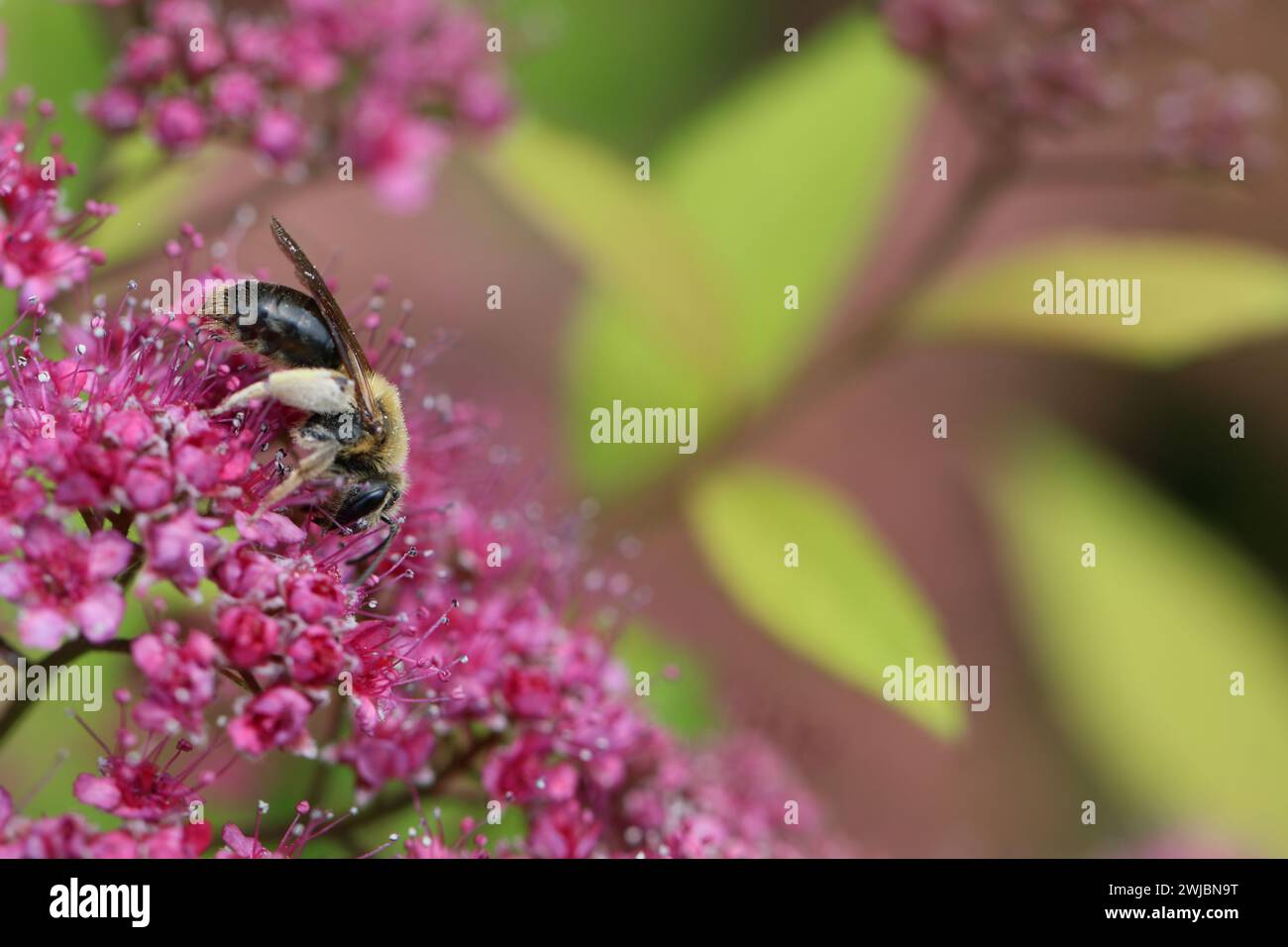 Bumble bee life cycle hi-res stock photography and images - Alamy
