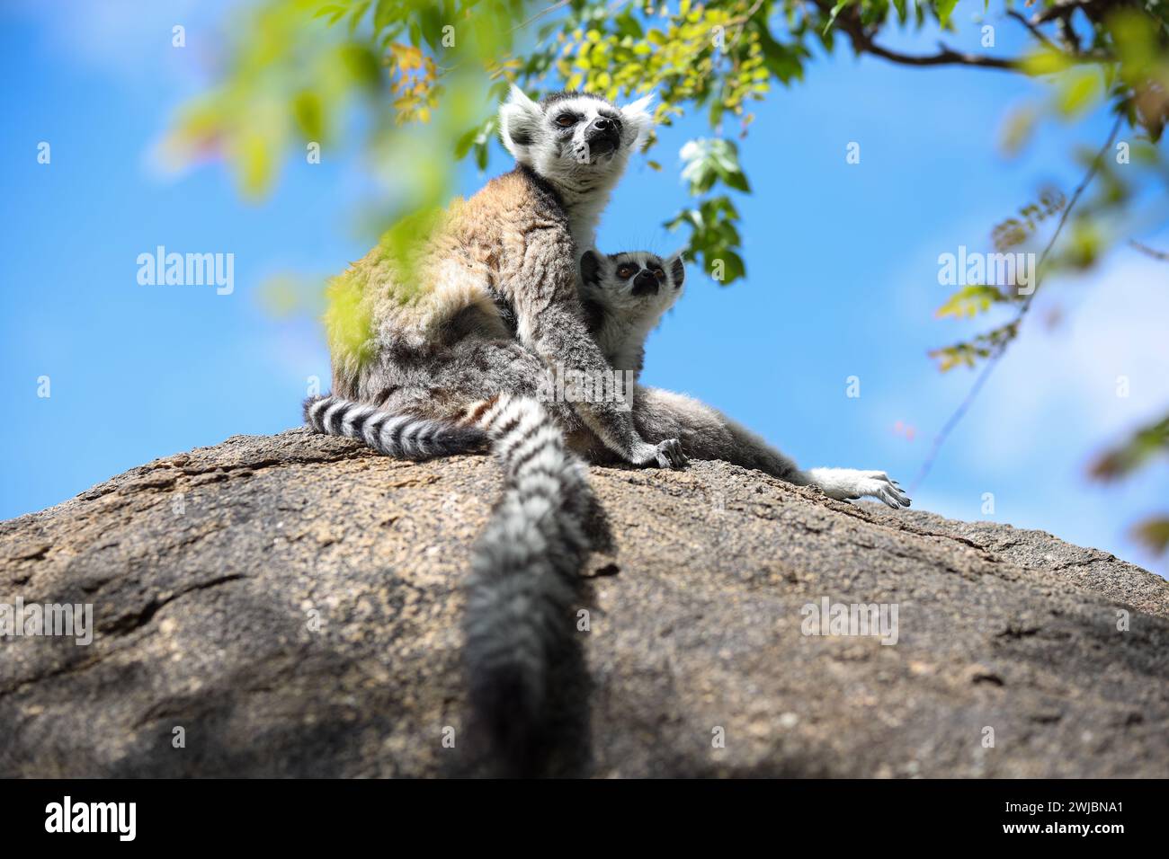Lemur activity patterns hi-res stock photography and images - Alamy