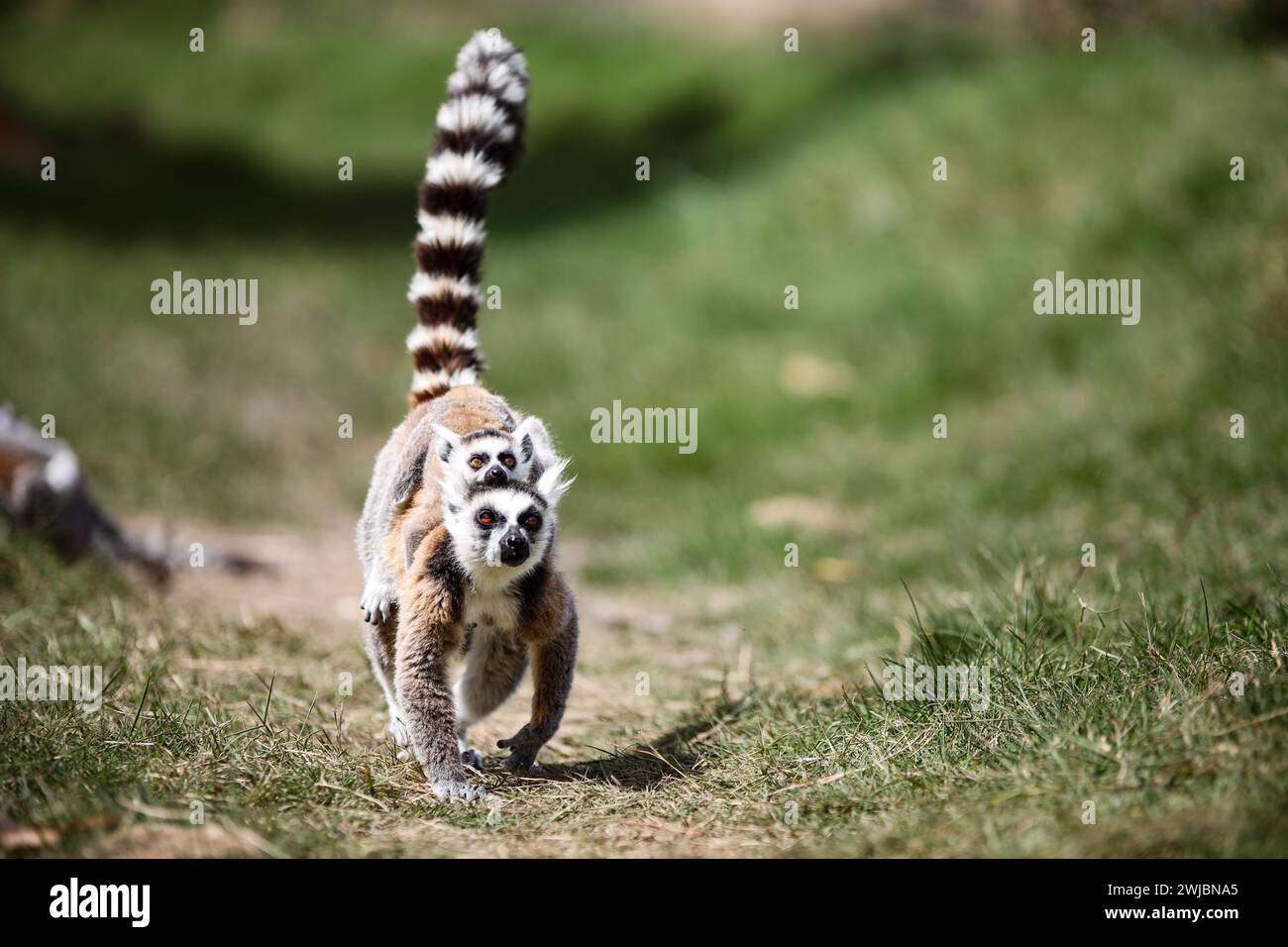 Lemur activity patterns hi-res stock photography and images - Alamy
