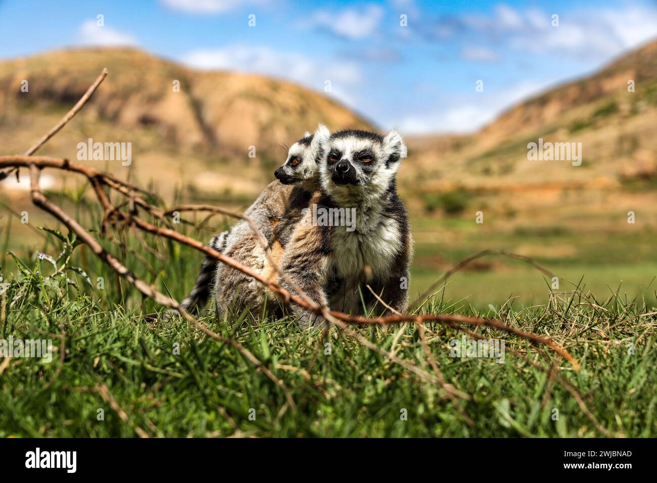 Lemur activity patterns hi-res stock photography and images - Alamy