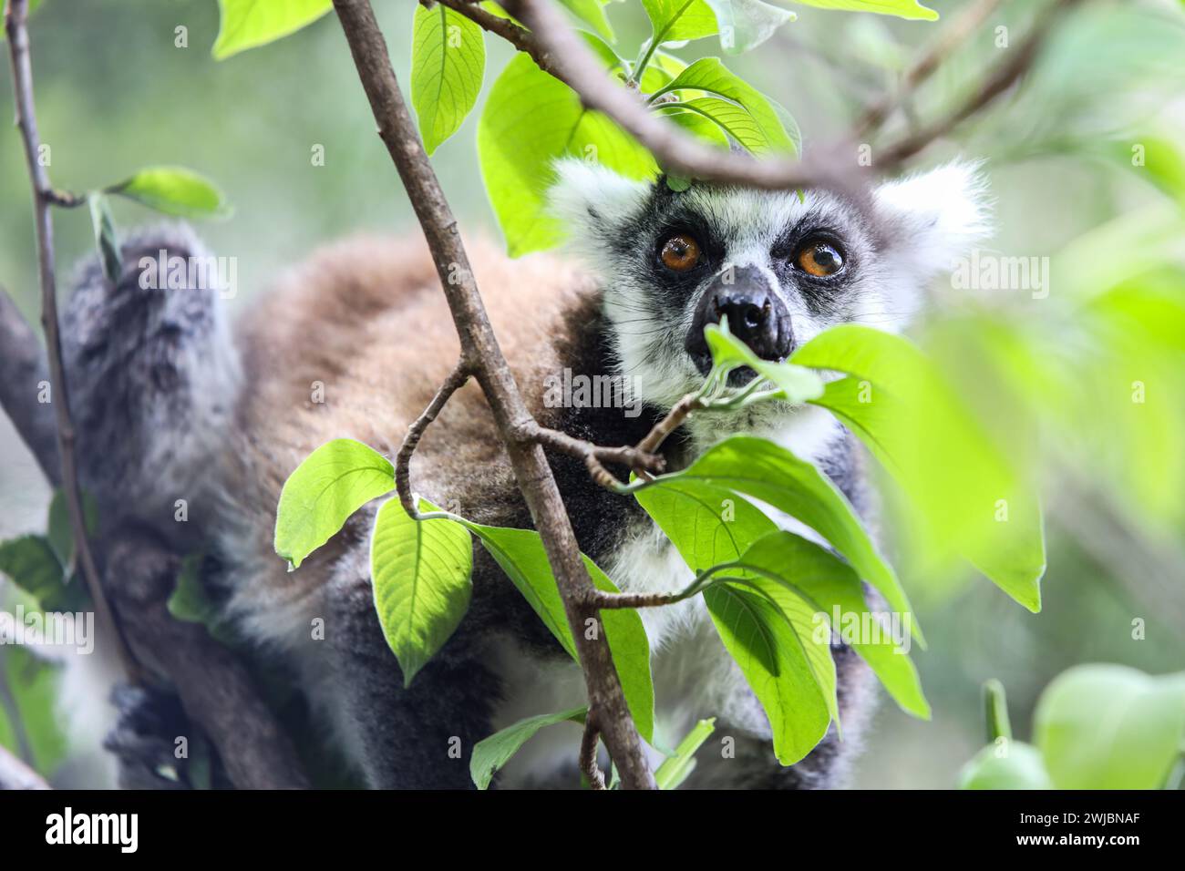 Lemur activity patterns hi-res stock photography and images - Alamy