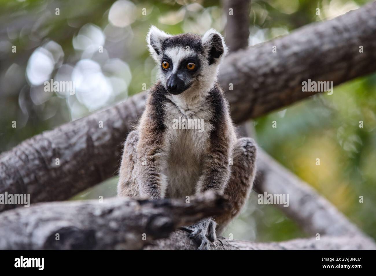 Lemur social interactions hi-res stock photography and images - Alamy