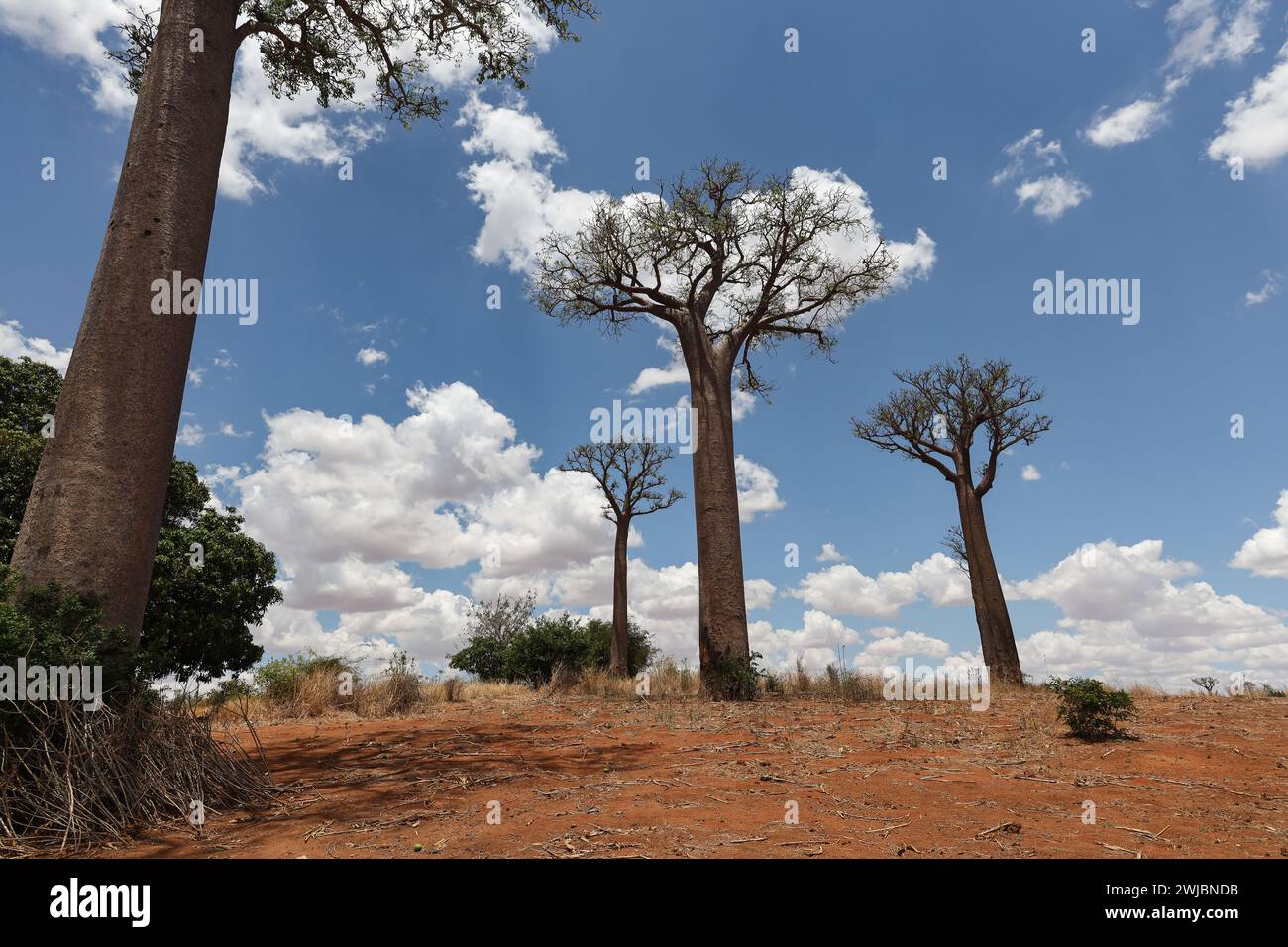 Baobab landscape patterns hi-res stock photography and images - Alamy